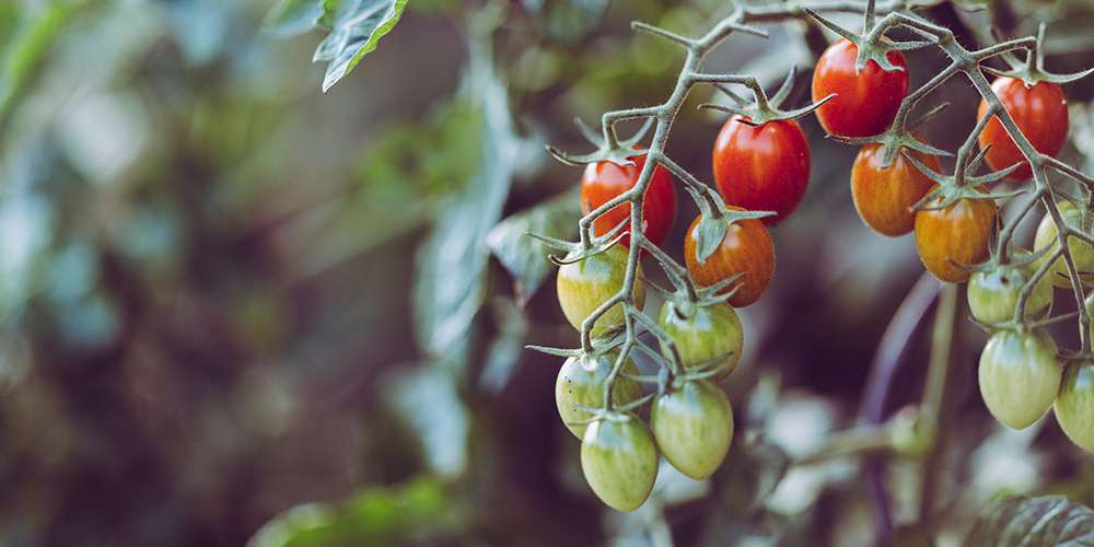 Jump in Season: Tomato Week — Toronto | Jump Restaurant